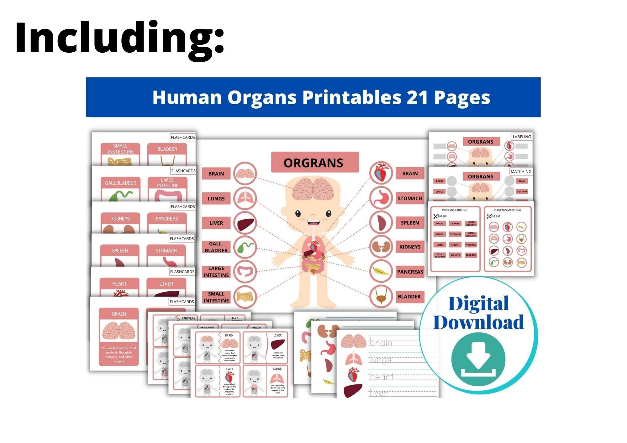 Learn Human Anatomy Bundle Pack Busy Book Homeschool Printable/ Human ...