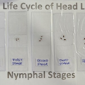 Adorable Lucy the Louse - 9 Inch Plush Toy - Educational Toy With the ...