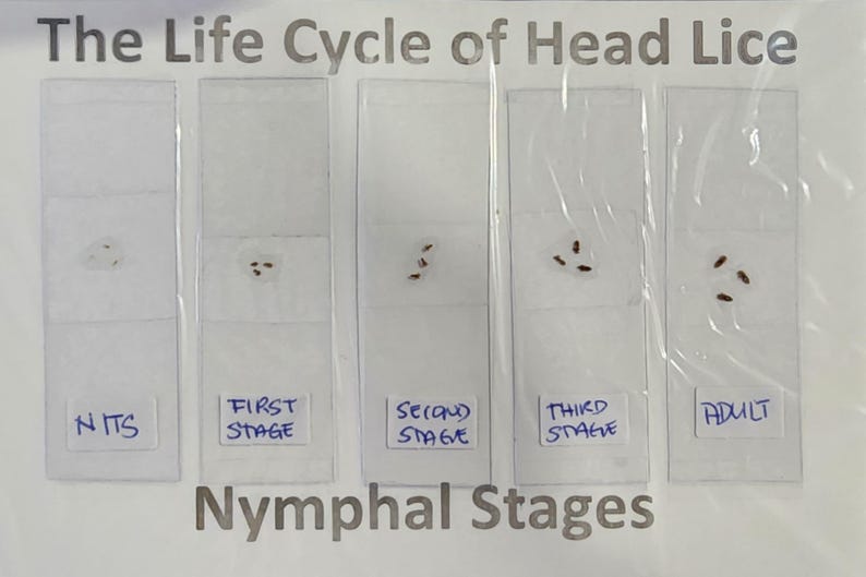 Adorable Lucy the Louse - 9 Inch Plush Toy - Educational Toy With the ...