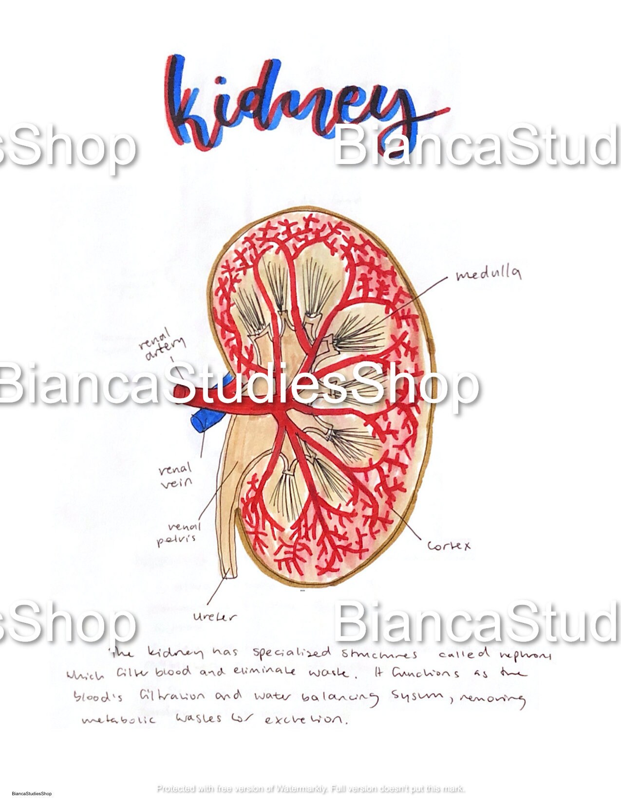 Labeled Kidney Diagram