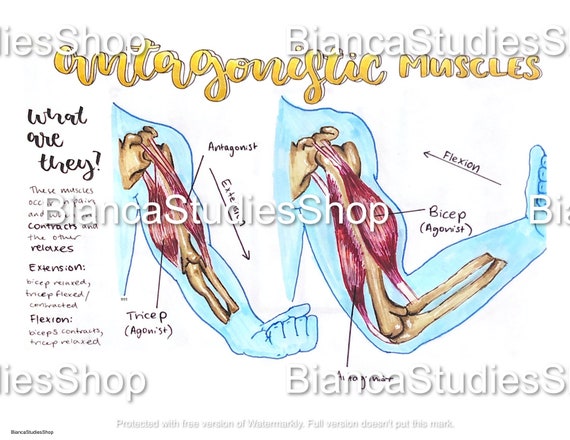 Muscle Agonist And Antagonist Chart