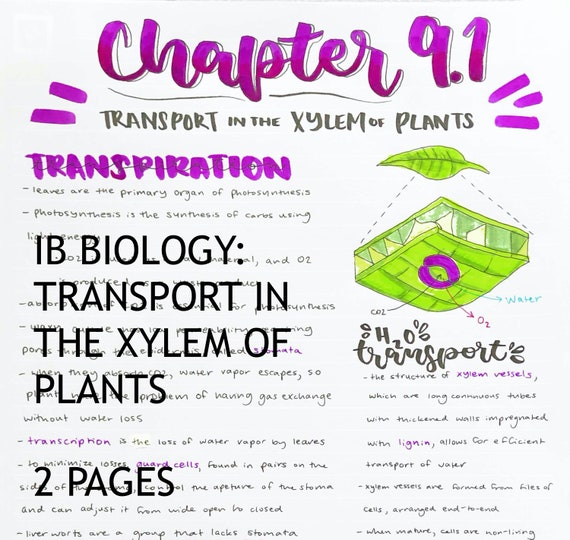 IB Biology: Transport in the Xylem of Plants Notes | Etsy