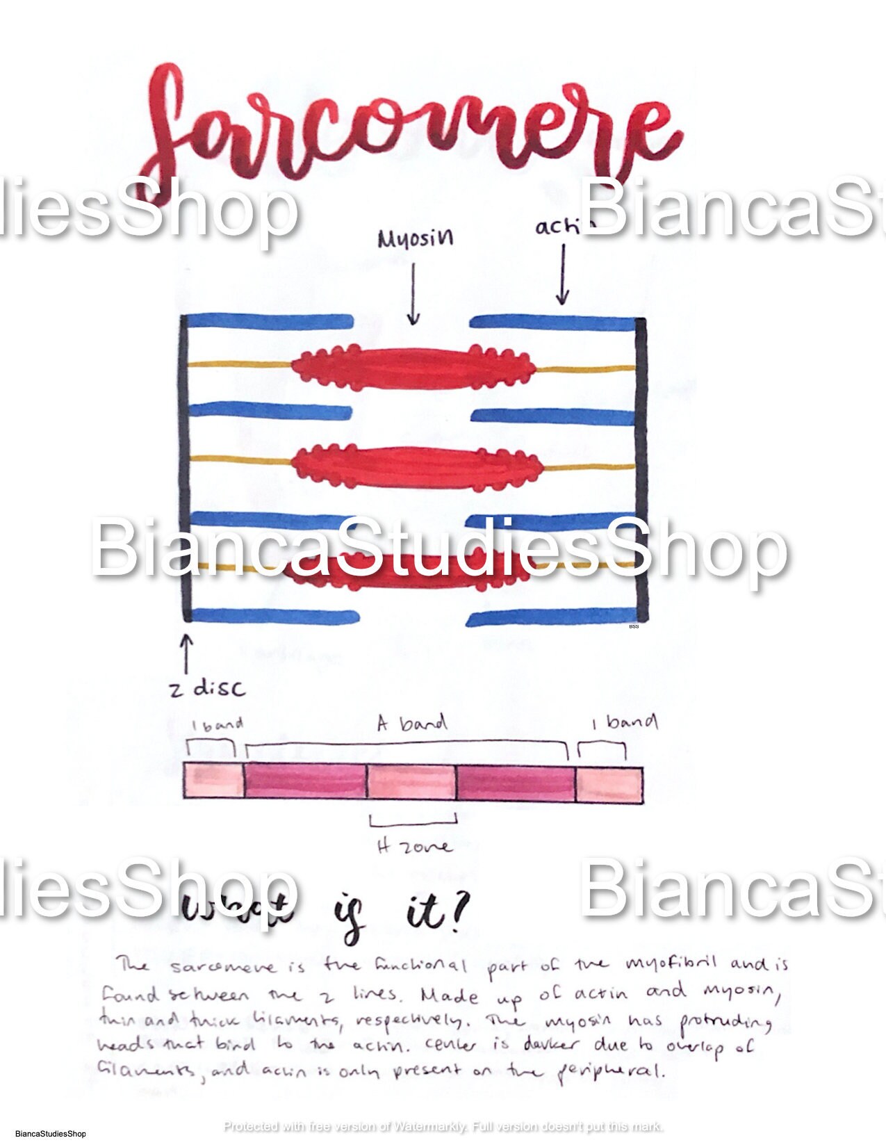 Sarcomere Labeled Actin