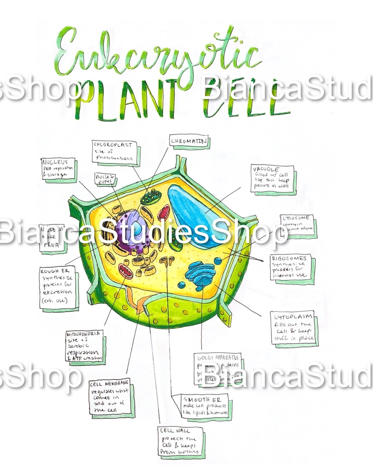 IB Biology Eukaryotic Plant Cell Diagram - Etsy