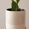 Faux Paperwhite With Bulb and Roots Artificial Paperwhite Stem ...