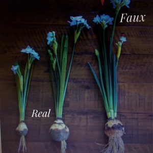 Faux Paperwhite With Bulb and Roots Artificial Paperwhite Stem ...
