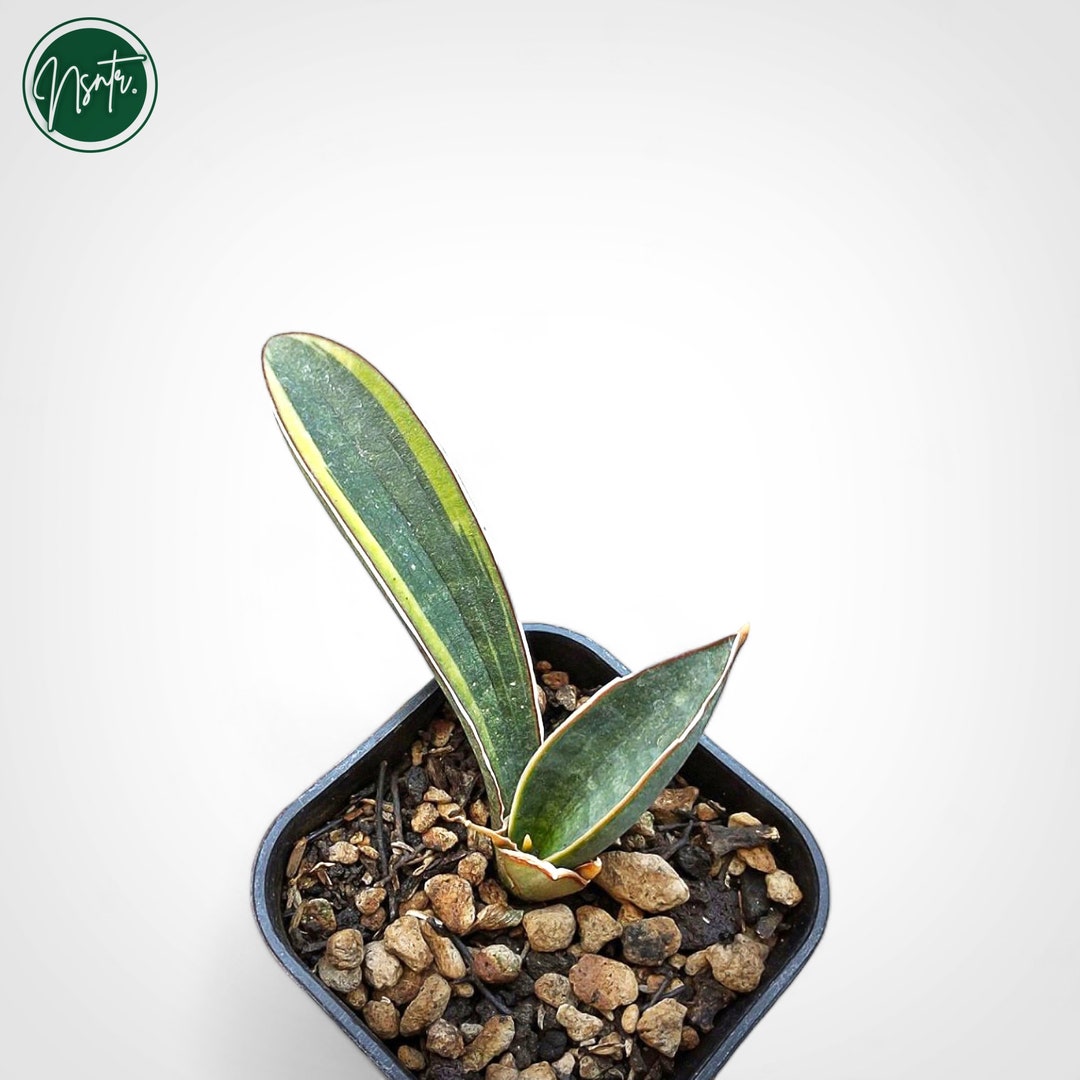 Sansevieria Blue Bat Variegated Rare Uniqe Snake Plant - Etsy