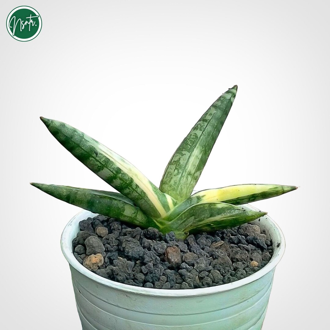 Sansevieria Boncel White Variegated Rare Uniqe Snake Plant - Etsy