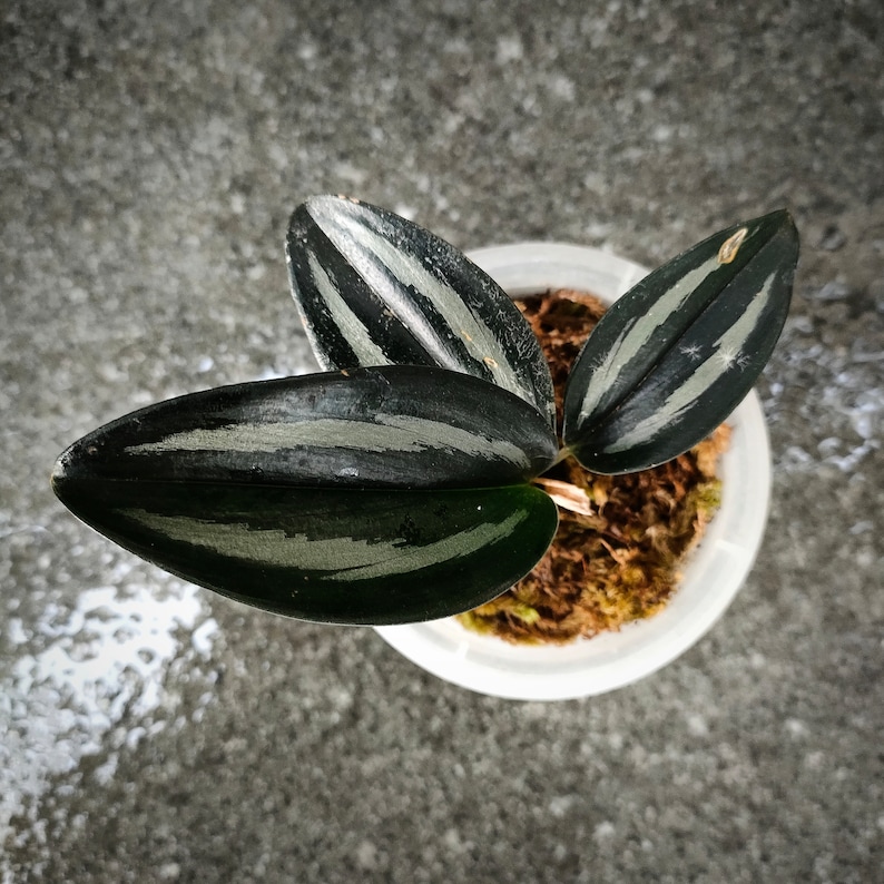 Scindapsus Dark Silver - Etsy