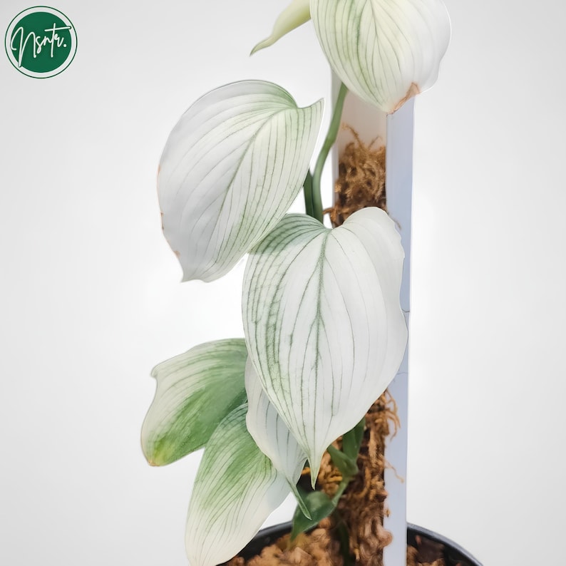 Scindapsus White Monster Variegated Rare Uniqe Plant - Etsy