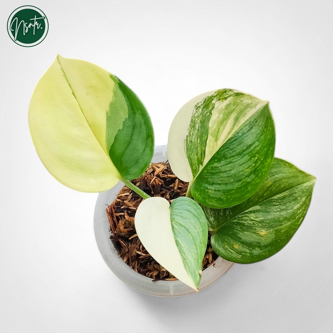 Scindapsus Rubicon Variegated Rare Uniqe Plant - Etsy