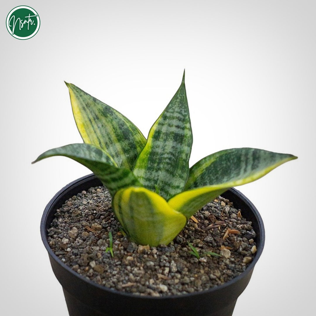 Sansevieria Hybrid Marga Variegated Rare Uniqe Snake Plant - Etsy