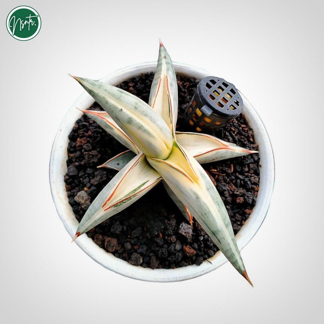 Sansevieria Blue Clone Variegated Rare Uniqe Snake Plant - Etsy