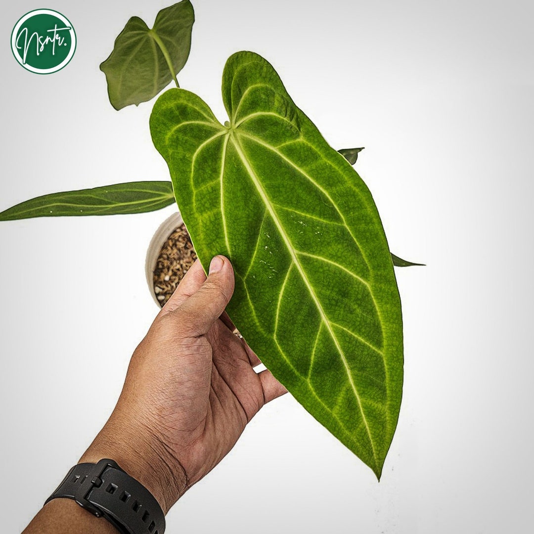 Anthurium Dark Mama Rare Uniqe Plant - Etsy