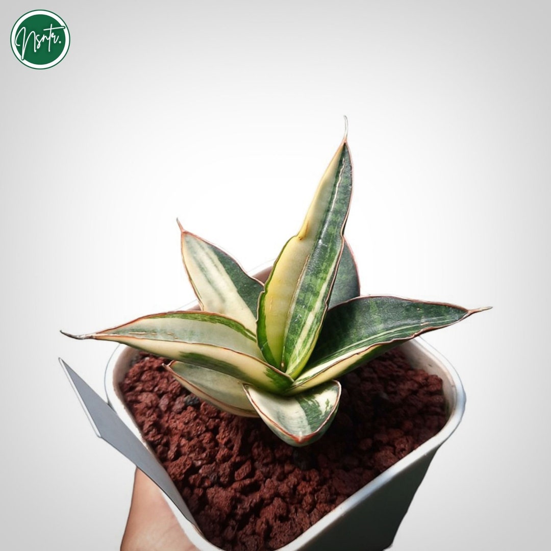 Sansevieria Ferro Variegated Rare Uniqe Snake Plant - Etsy