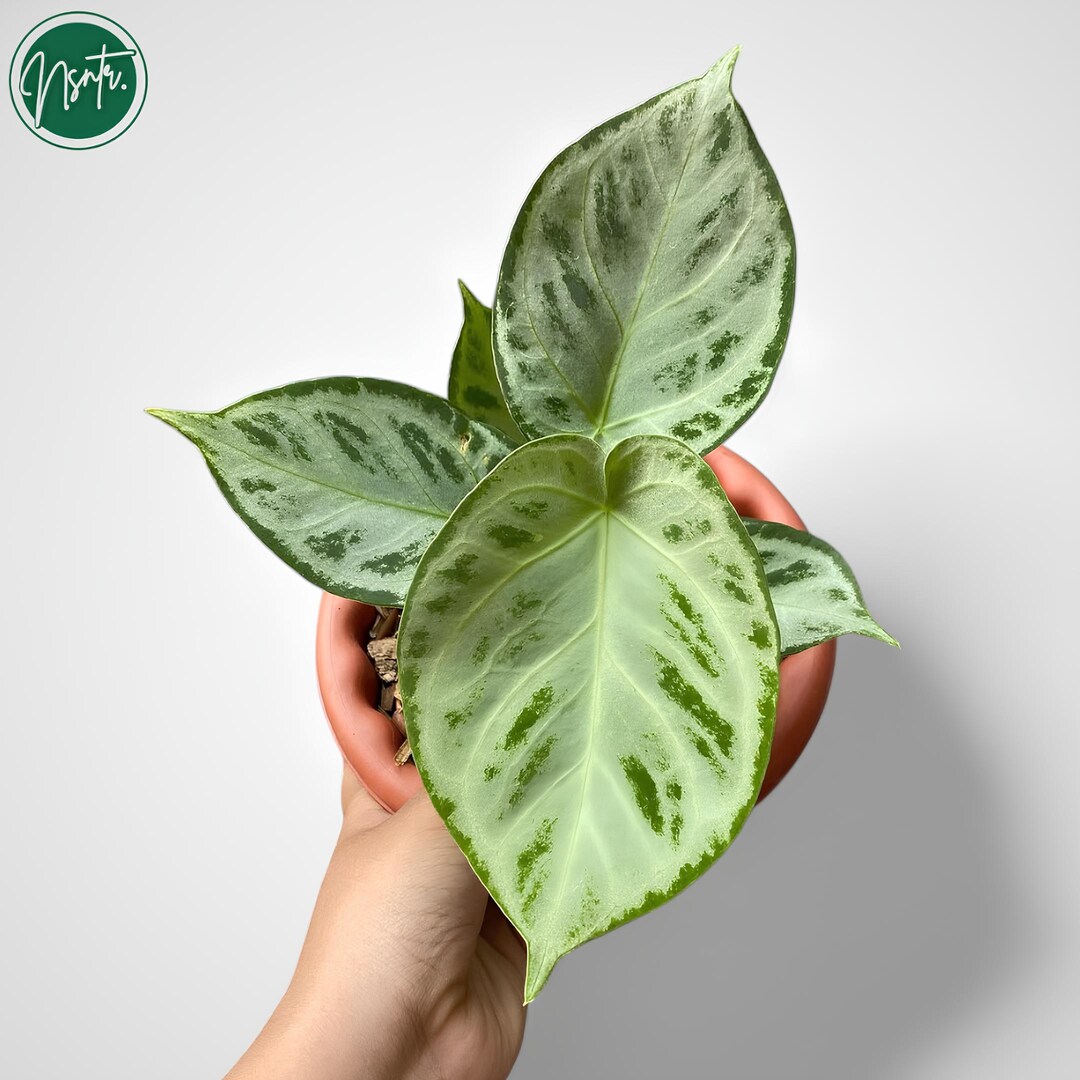 Anthurium Silver Chrome Rare Uniqe Plant - Etsy