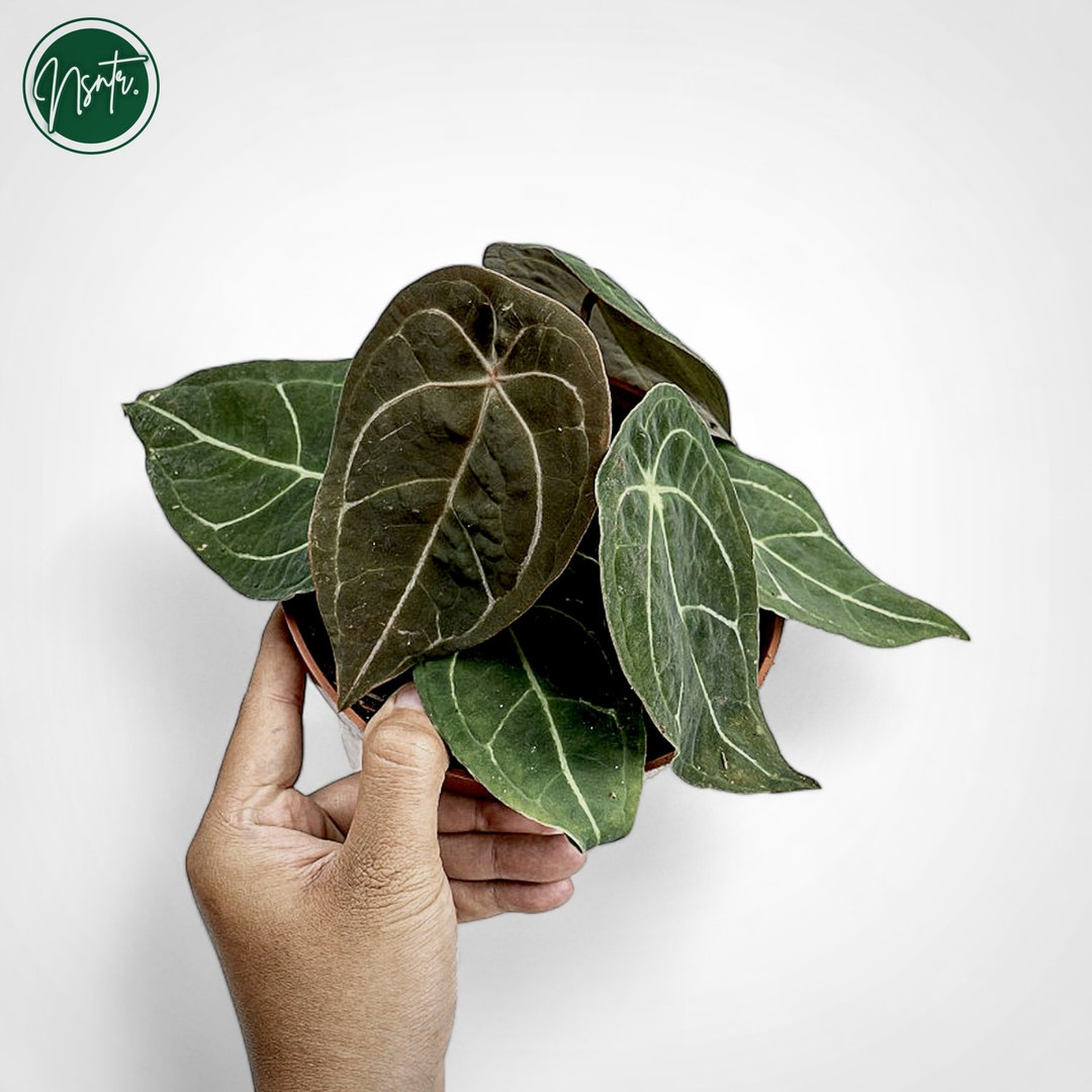 Anthurium Dressleri X Forgetti Hybrid Rare Uniqe Plant - Etsy