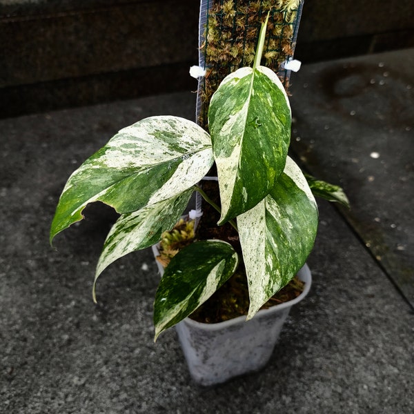 Bali Hanuman Epipremnum - Etsy