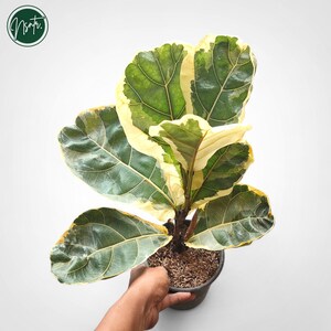Ficus Lyrata Variegated Rare Uniqe Ornamental Plant - Etsy