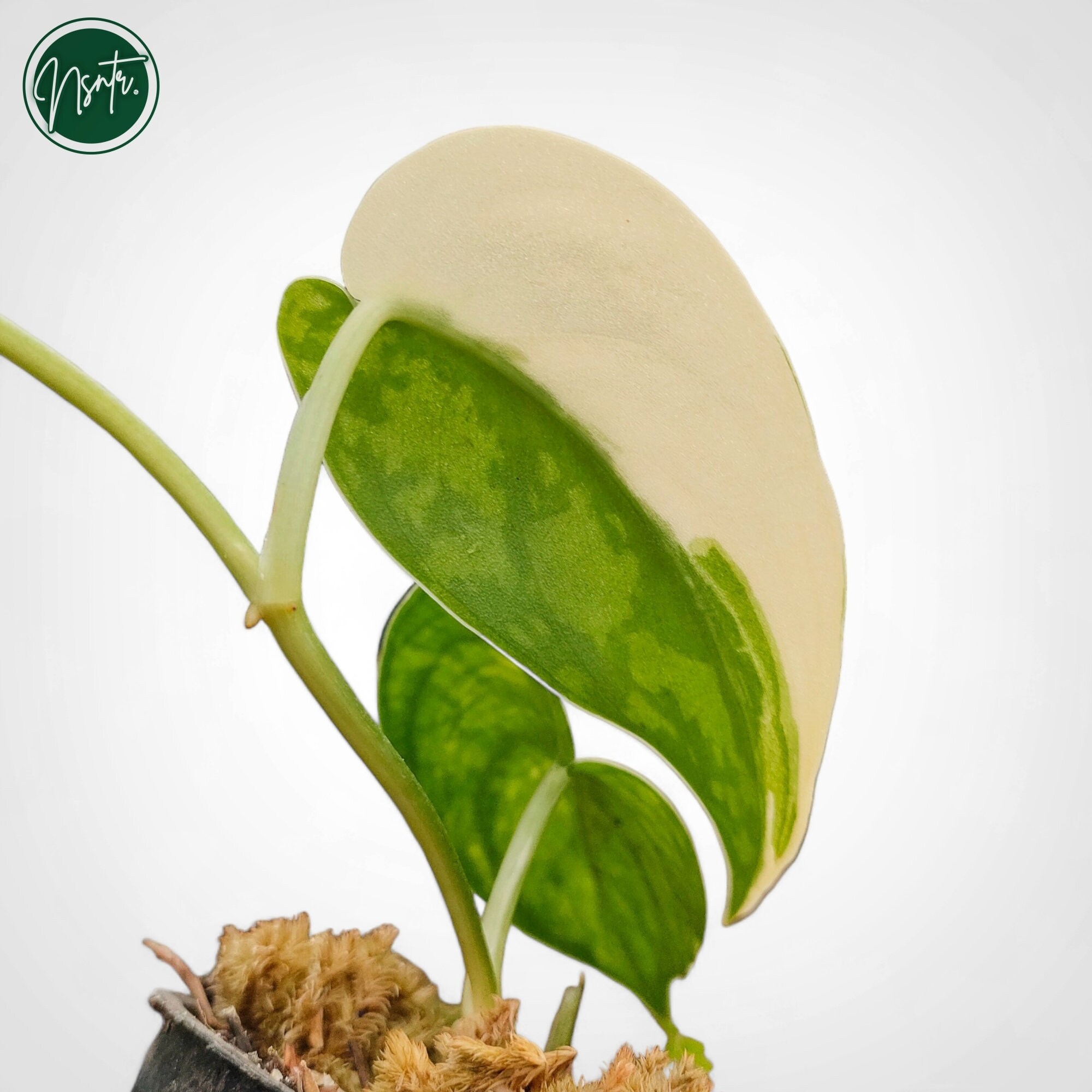 Scindapsus Mayari Variegated Rare Uniqe Plant - Etsy