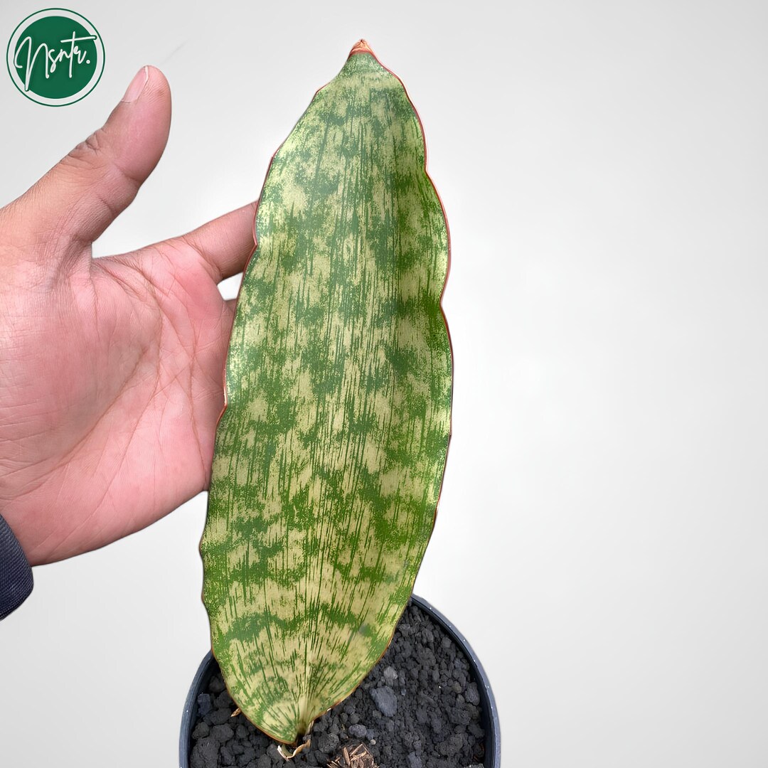Sansevieria Pemba Rare Uniqe Snake Plant - Etsy