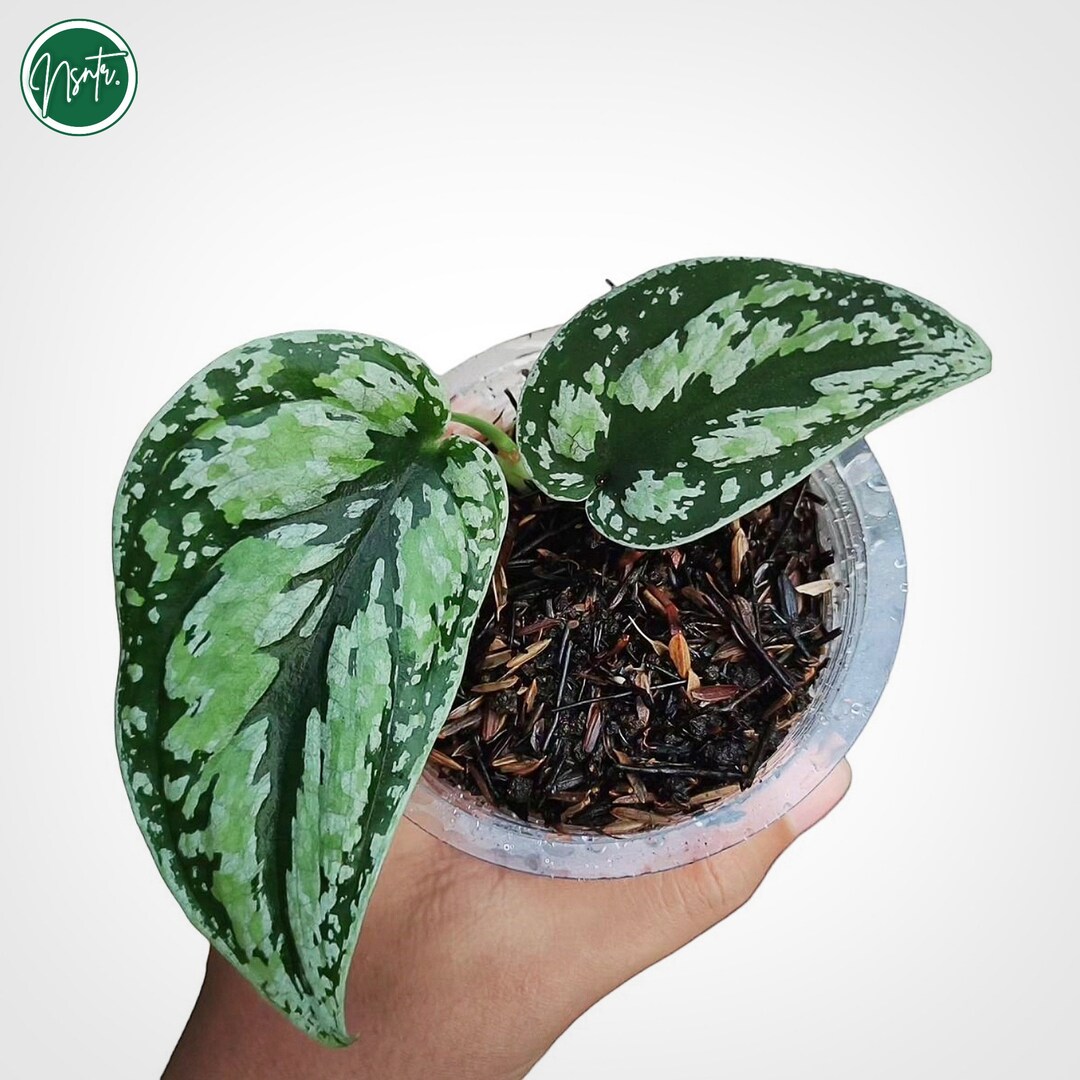 Scindapsus Tricolor Sp Borneo Rare Uniqe Plant - Etsy