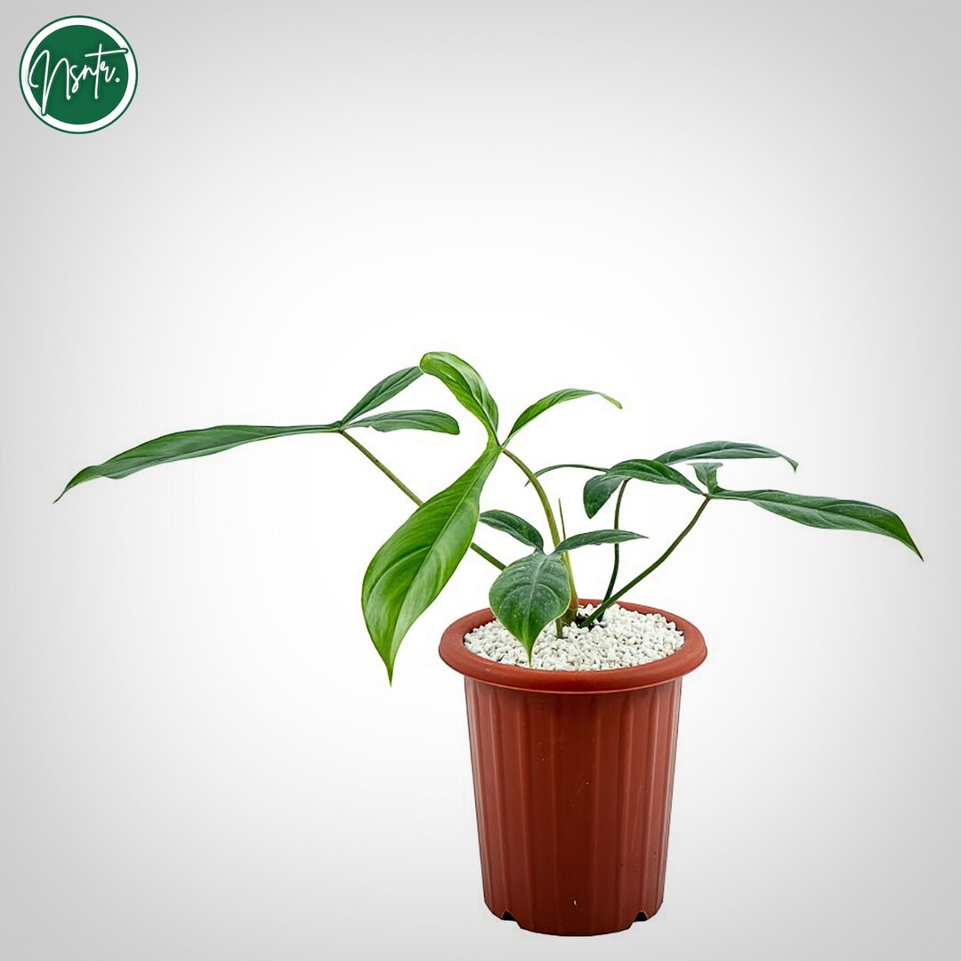 Philodendron Code 698686 Rare Uniqe Plant - Etsy