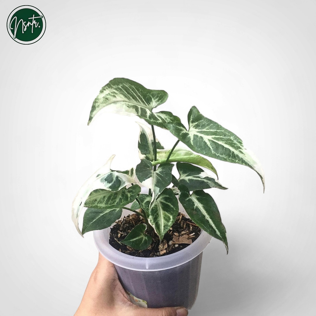 Syngonium T25 Variegated Uniqe Plant - Etsy