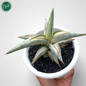 Sansevieria Blue Clone Variegated Rare Uniqe Snake Plant - Etsy