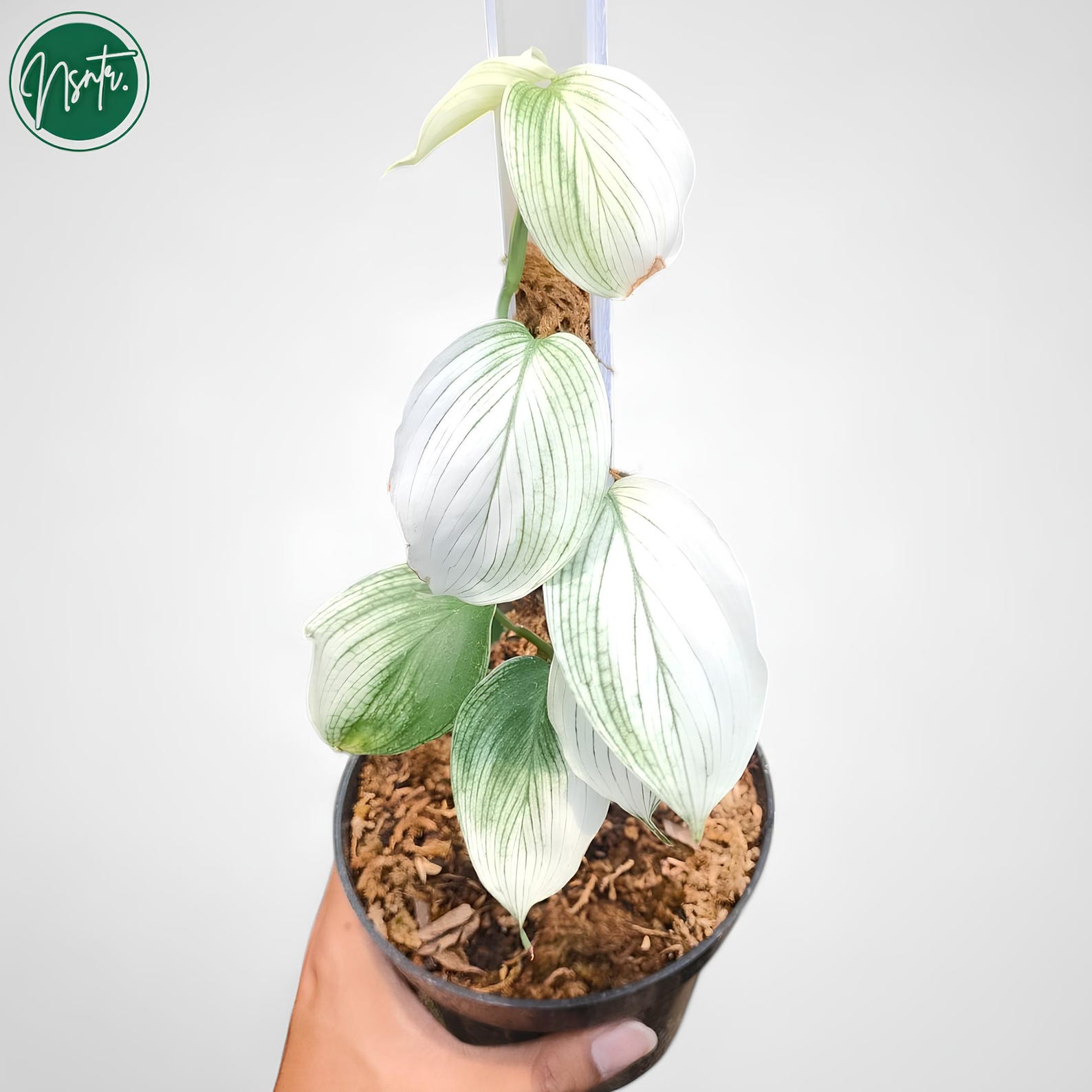 Scindapsus White Monster Variegated Rare Uniqe Plant - Etsy
