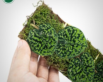 Haask snake Scale Scindapsus Pictus Rooted Starter Plant - Etsy