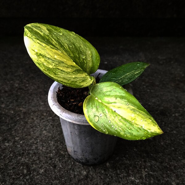 Rubicon Scindapsus - Etsy