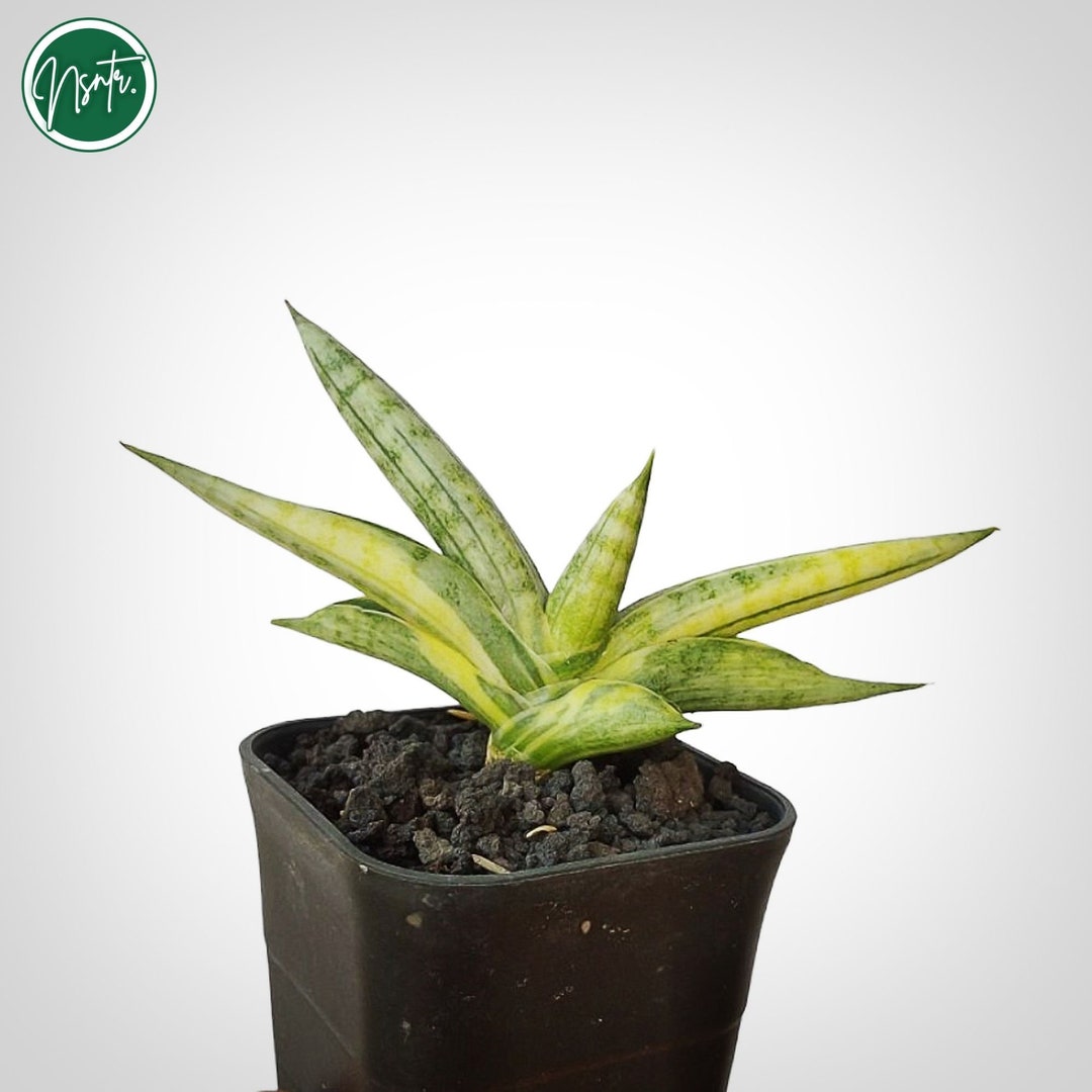 Sansevieria Boncel Variegated Rare Uniqe Snake Plant - Etsy Canada