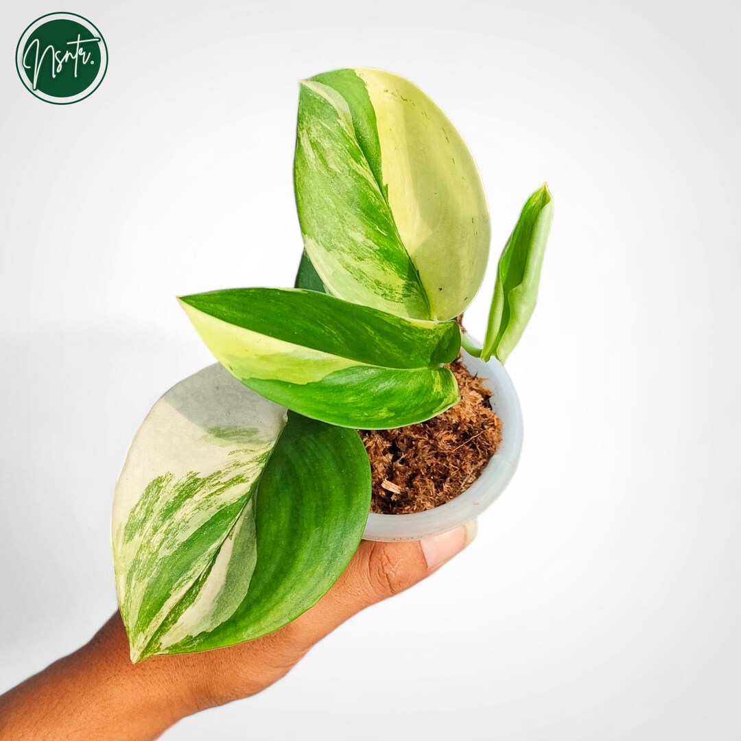 Scindapsus Treubii Moonlight Yellow Variegated Rare Uniqe Plant - Etsy