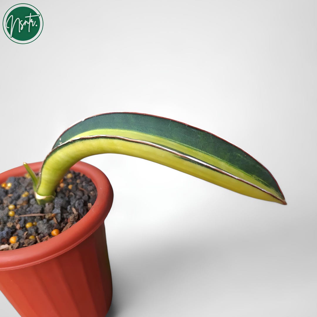 Sansevieria Blue Bat Variegated Rare Uniqe Snake Plant - Etsy