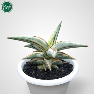Sansevieria Blue Clone Variegated Rare Uniqe Snake Plant - Etsy