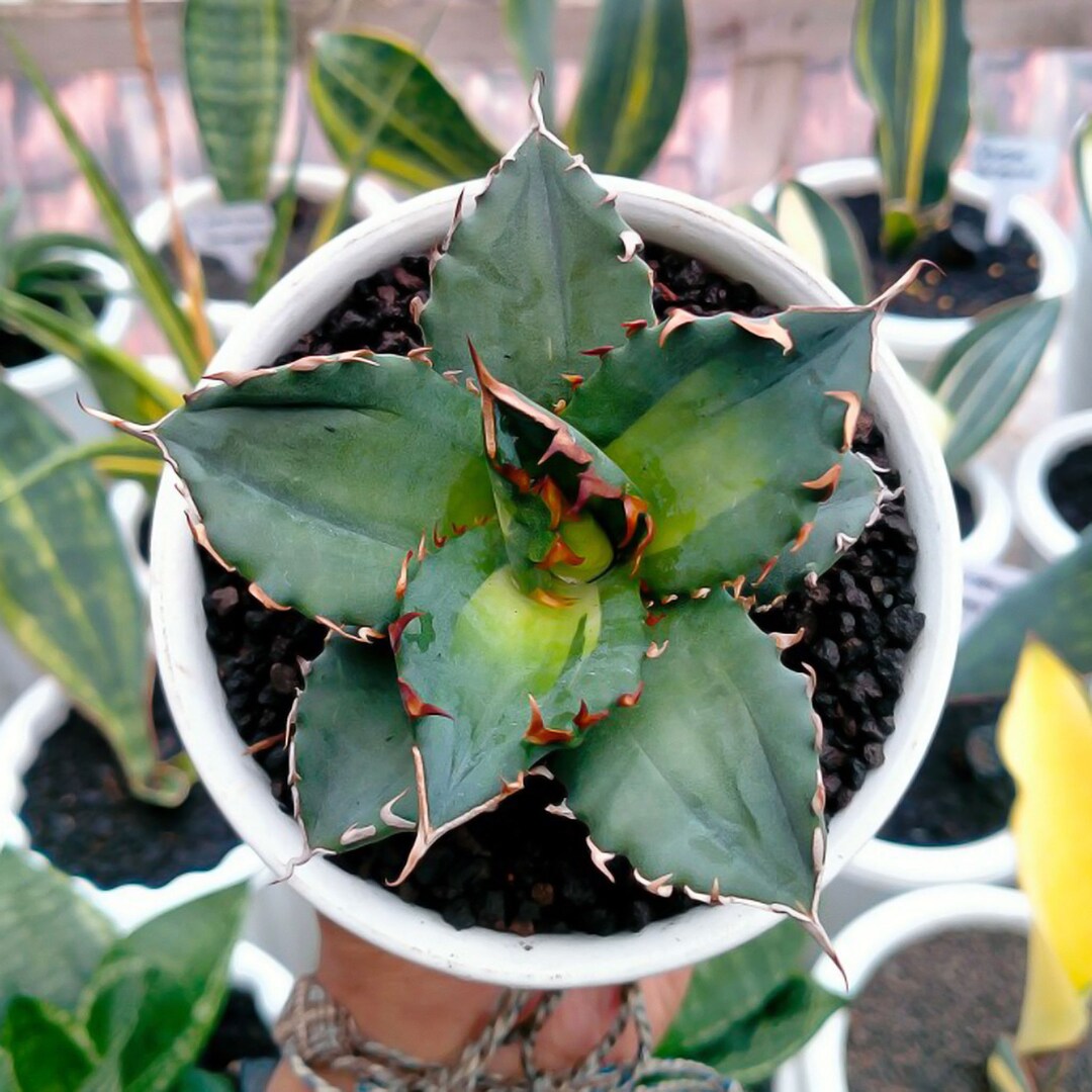 Agave Titanota Solar Eclipse Rare Uniqe Plant - Etsy