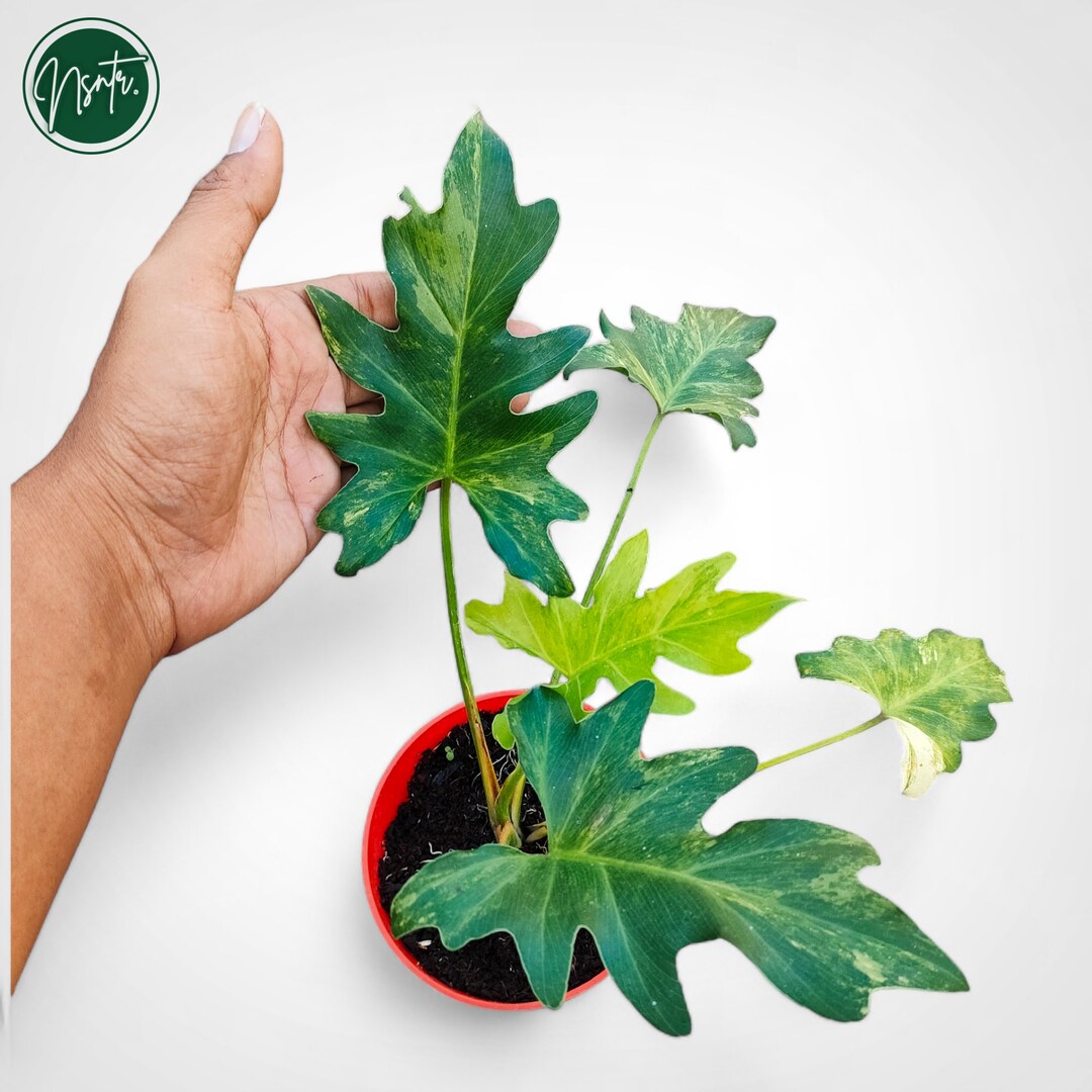 Philodendron Java Beauty Variegated Rare Uniqe Plant - Etsy