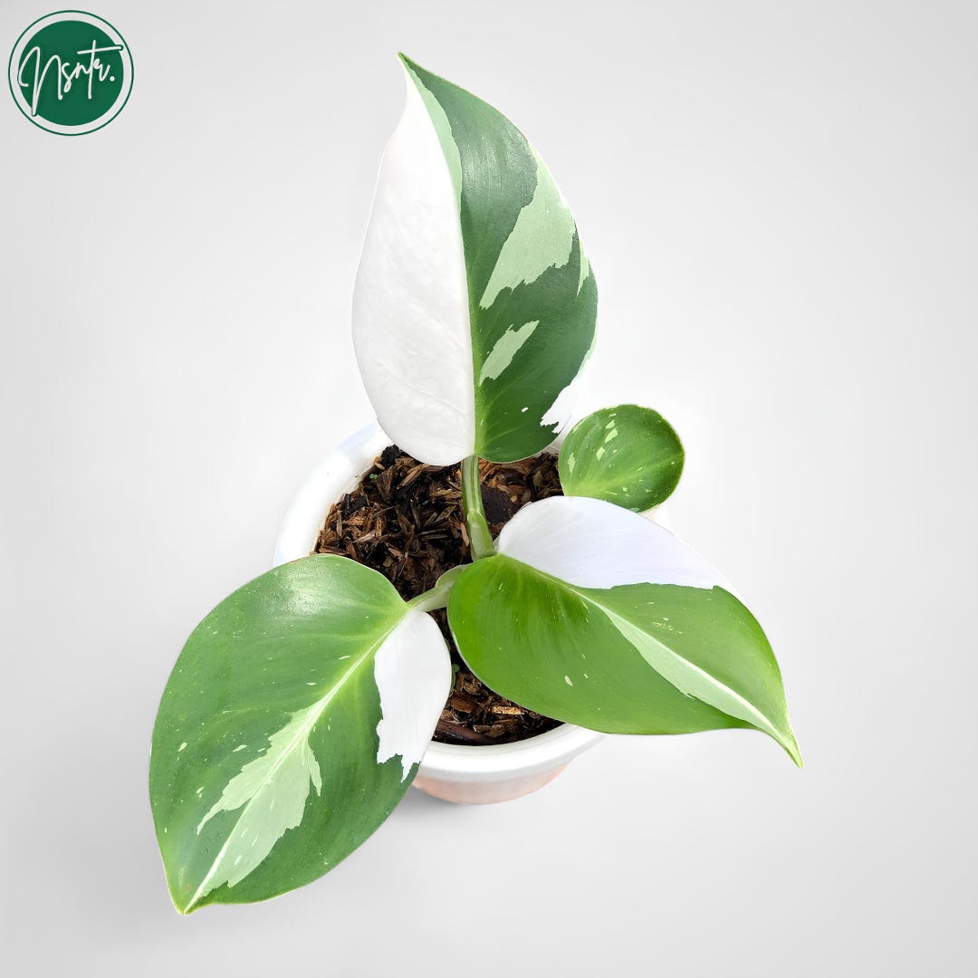 Philodendron White Wizard Variegated Rare Uniqe Plant - Etsy