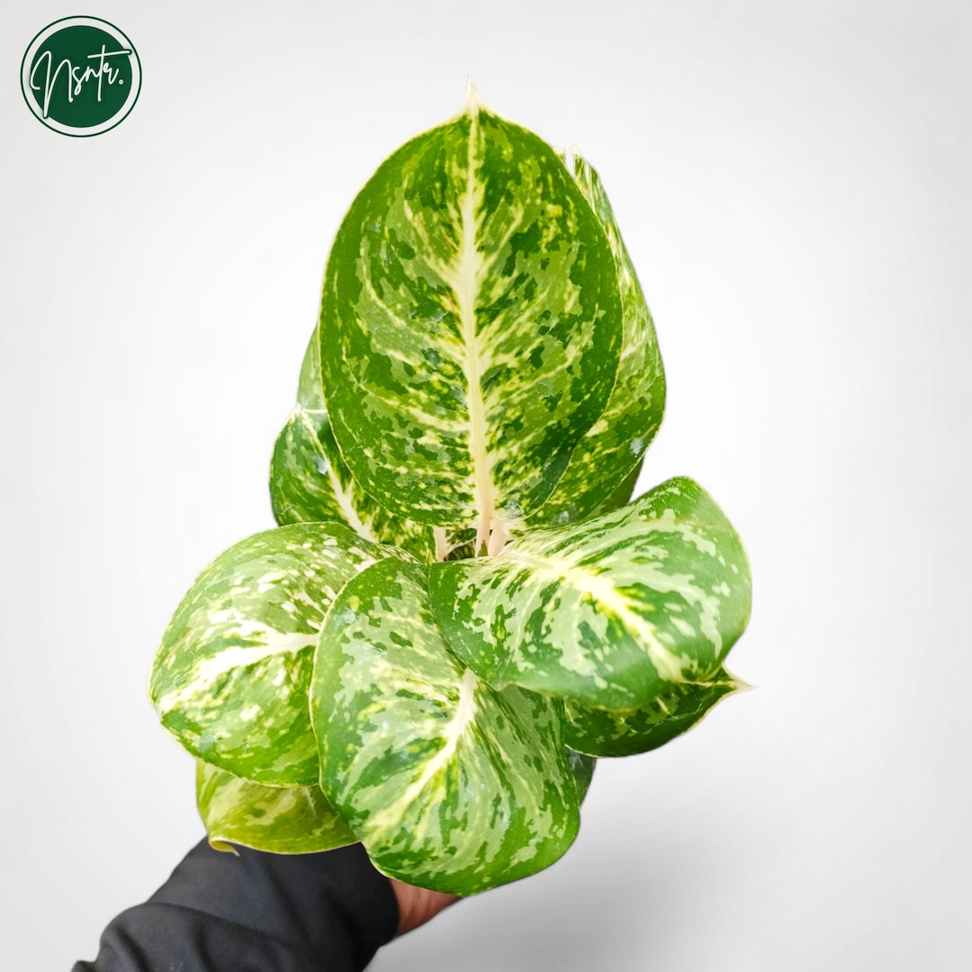 Aglaonema Green Papuma Rare Uniqe Plant - Etsy