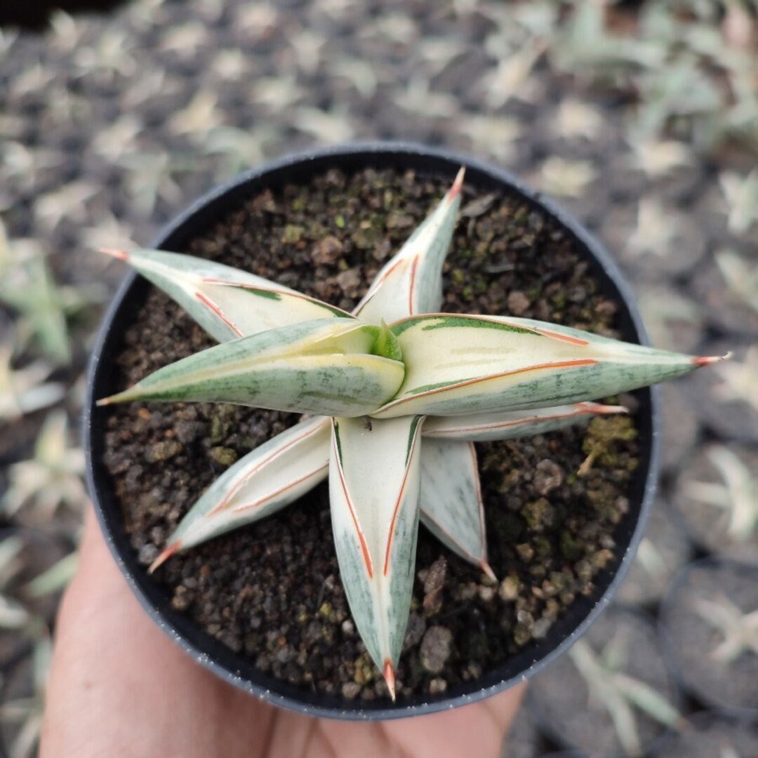 Sanseviera Blue Clone Variegated Rare Plant Free Phyto - Etsy