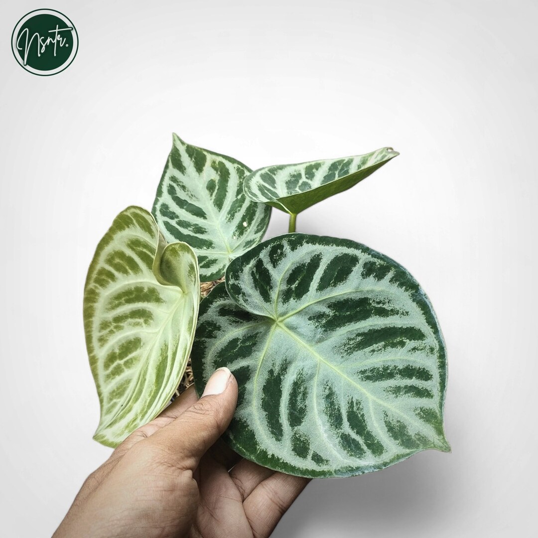 Anthurium Silver Blush Rare Uniqe Plant - Etsy