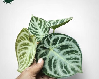 Anthurium Silver Blush - Etsy