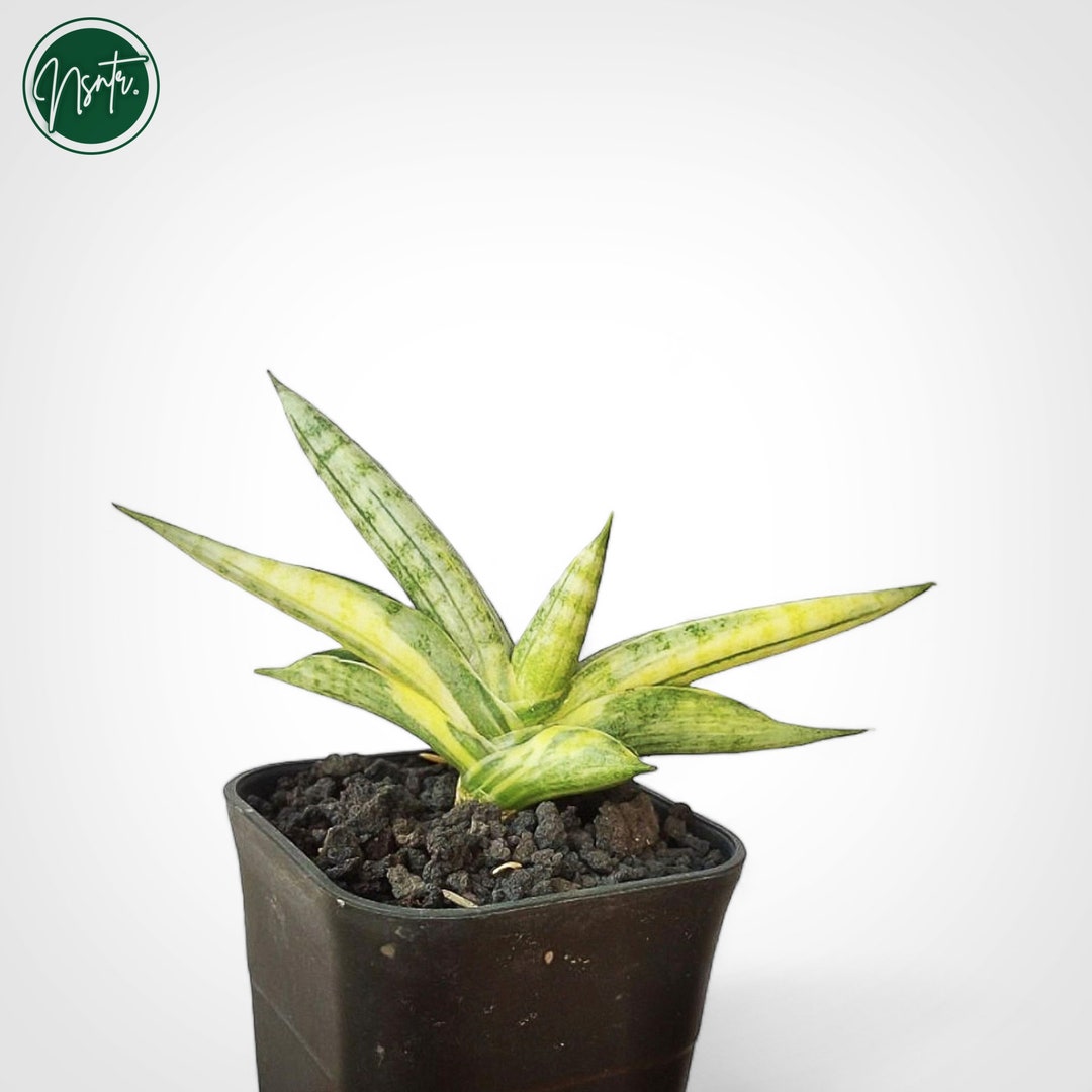 Sansevieria Boncel Variegated Rare Uniqe Snake Plant - Etsy