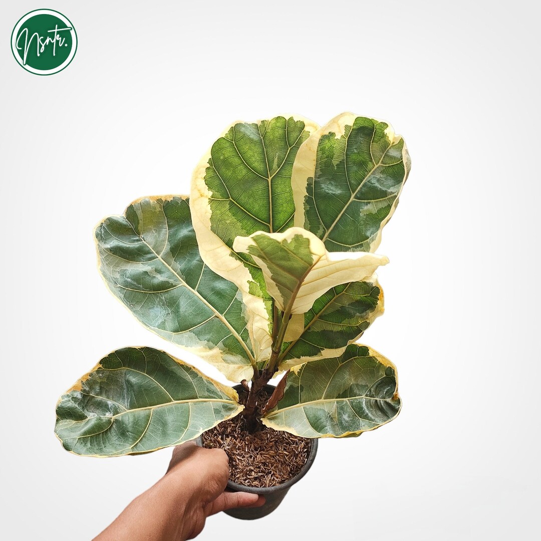 Ficus Lyrata Variegated Rare Uniqe Ornamental Plant - Etsy