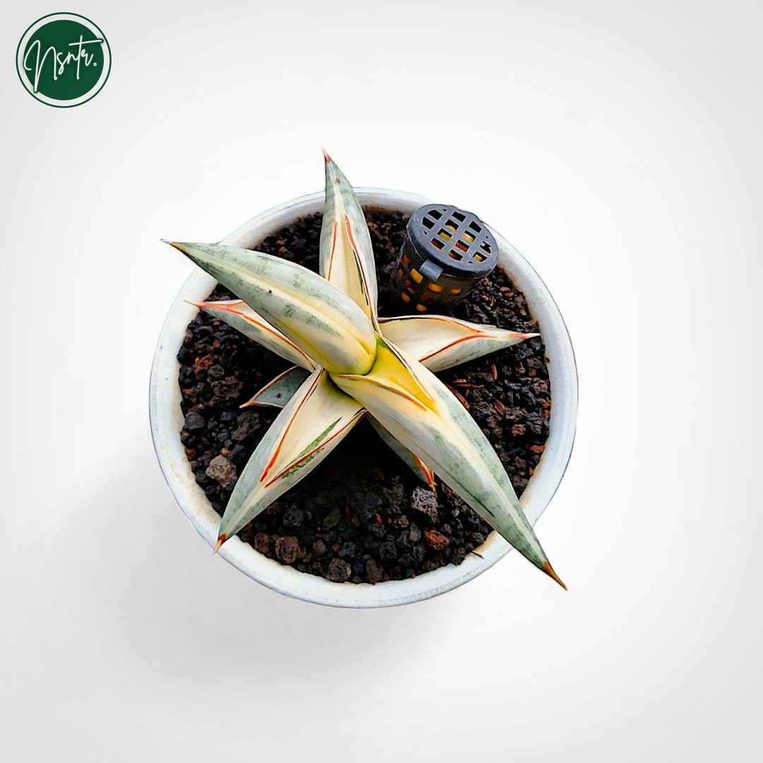 Sansevieria Blue Clone Variegated Rare Uniqe Snake Plant - Etsy