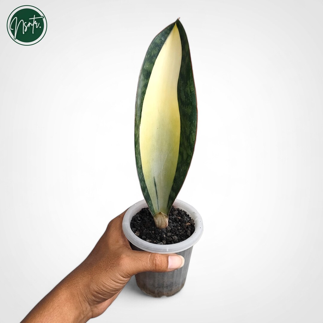 Sansevieria Masoniana Mediopicta Variegated Rare Uniqe Snake Plant - Etsy