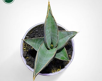 Sansevieria Dracaena Pinguicula 3" Live Walking Snake Plant Pot US ...