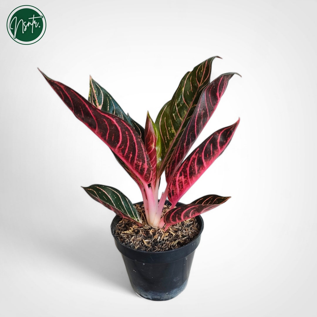 Aglaonema Red Sumatra Rare Uniqe Plant - Etsy