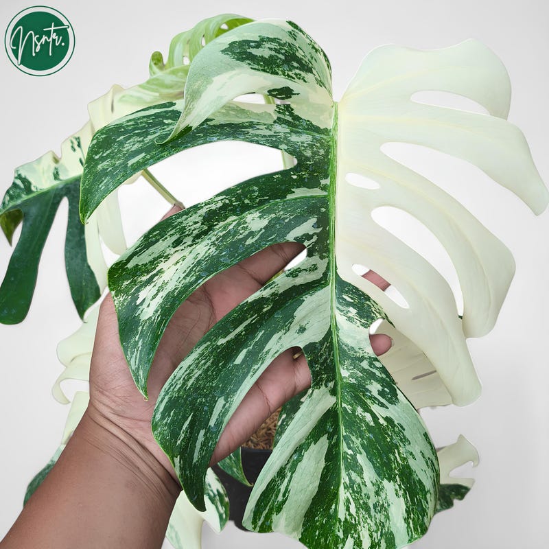 Monstera Devil Monster - Etsy